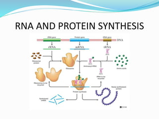 RNA AND PROTEIN SYNTHESIS.pptx