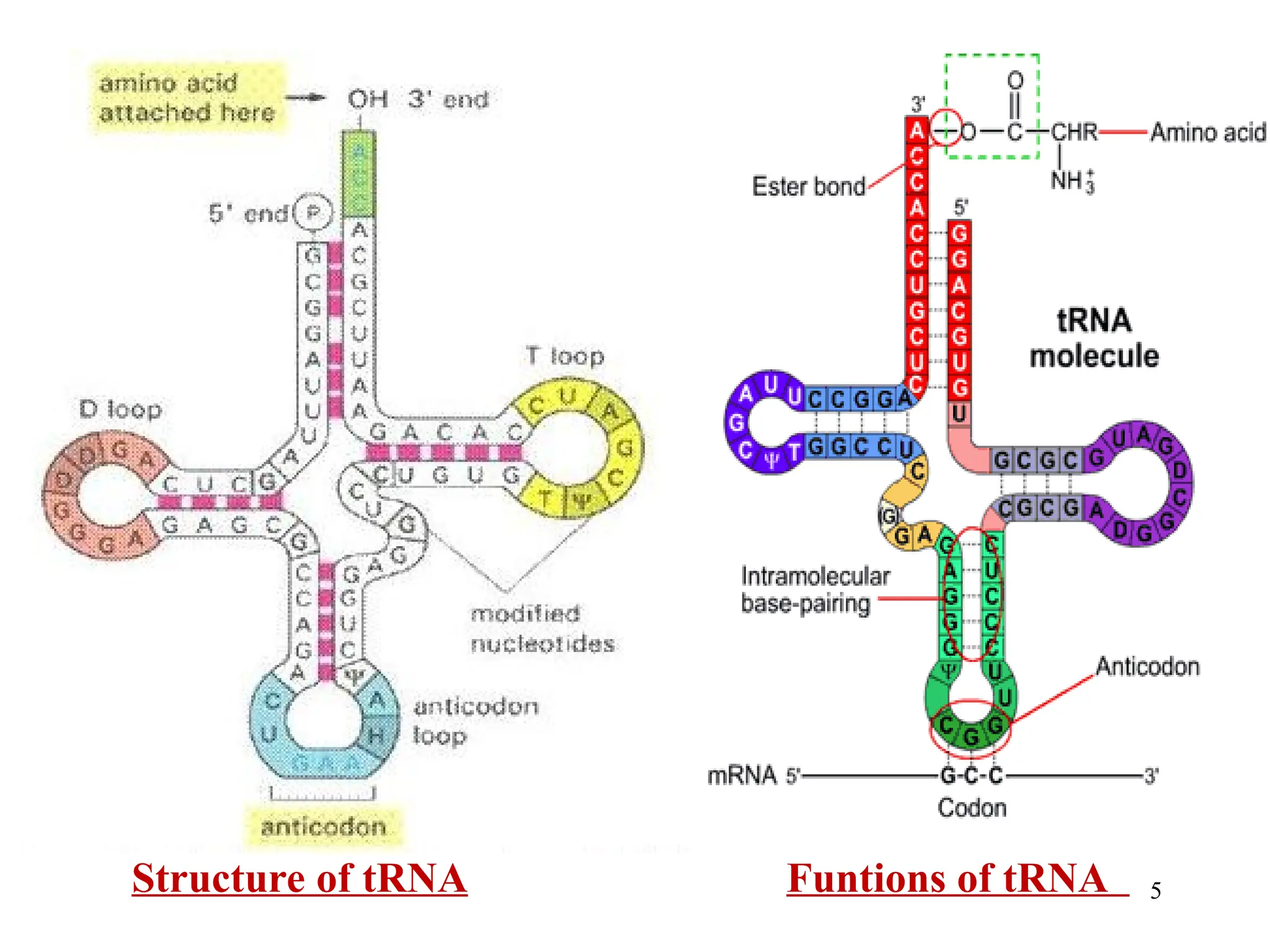 RNA and transcription.ppt [Autosaved].ppt