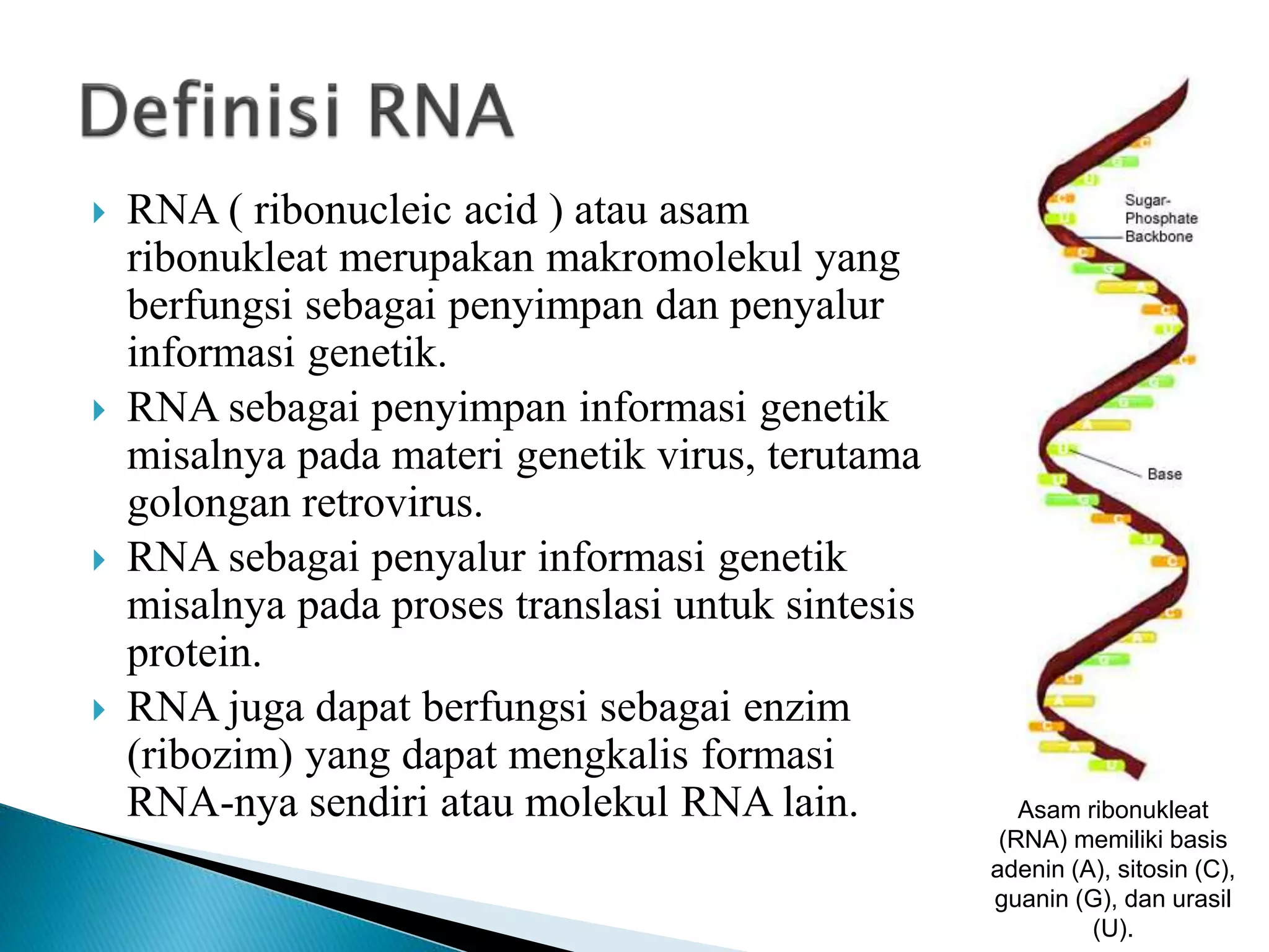 RNA biokimia | PPT