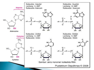 RNA biokimia | PPTX