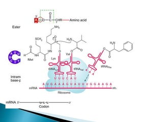 RNA biokimia | PPTX