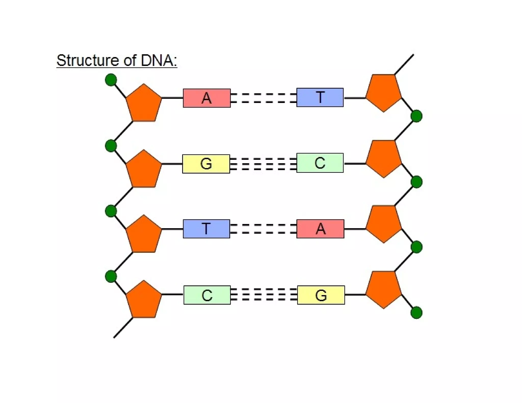 Nucleic acid and it's classification | PDF
