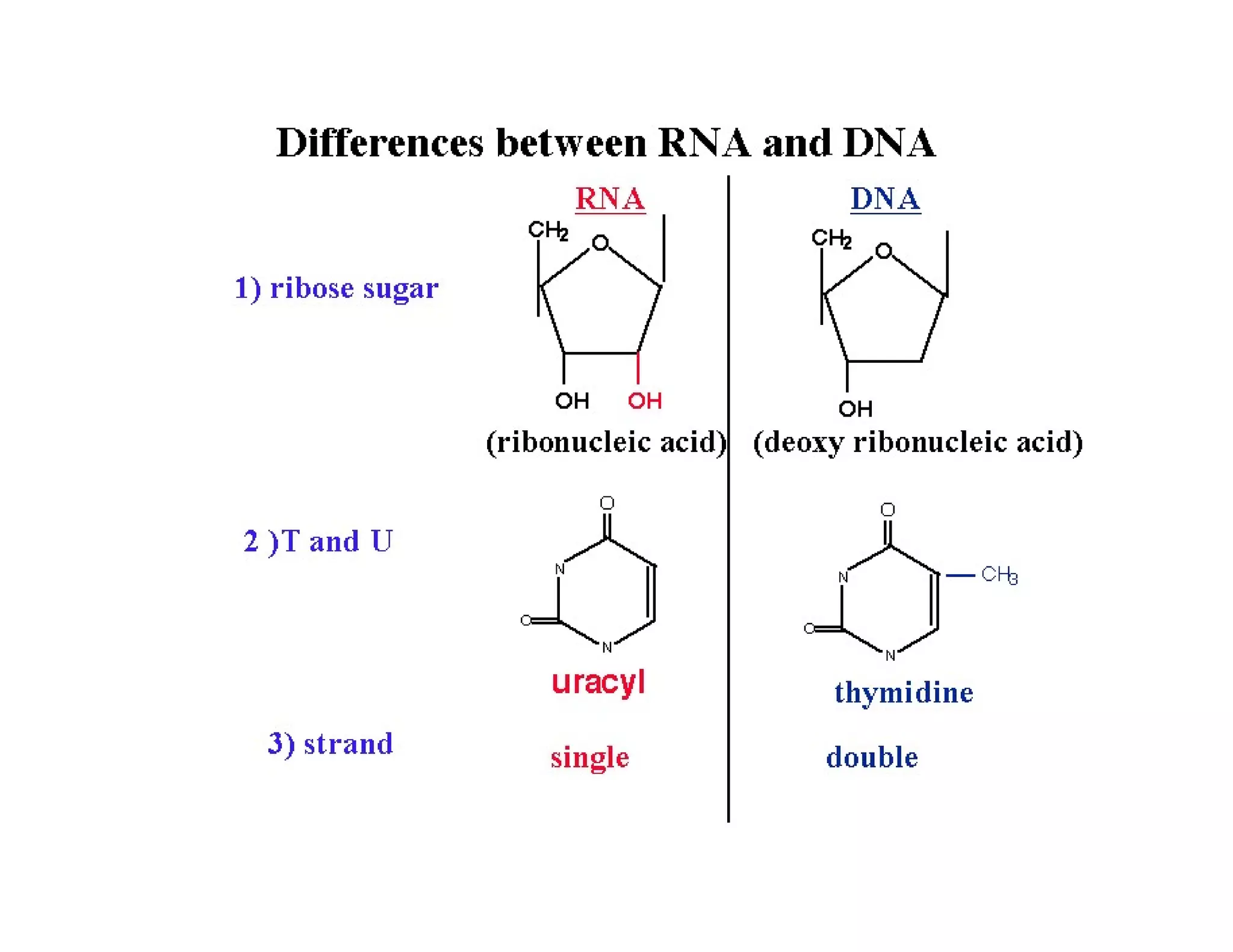 Nucleic acid and it's classification | PDF