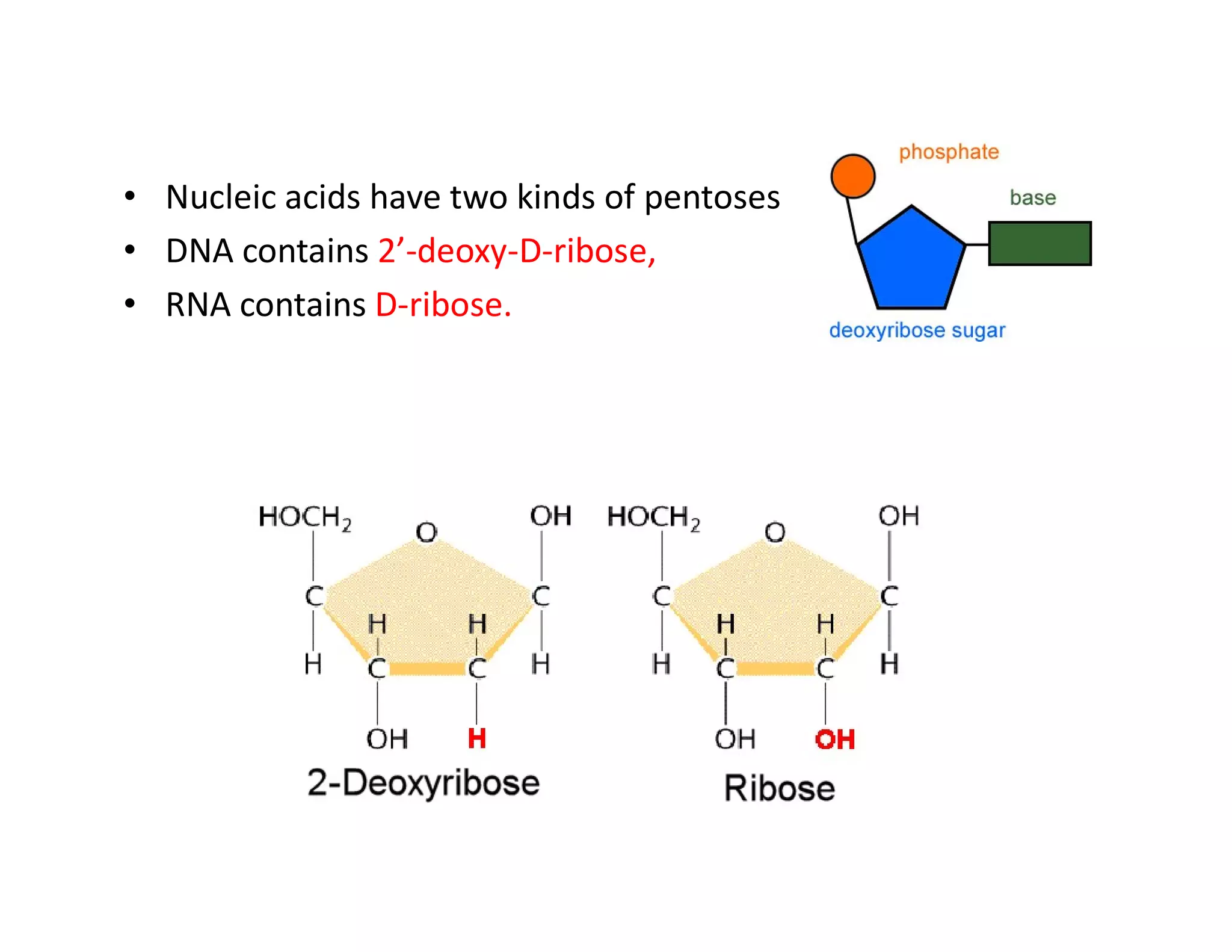 Nucleic acid and it's classification | PDF