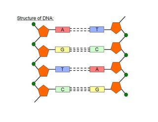 Nucleic acid and it's classification | PDF