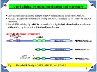 RNA editing | PPT