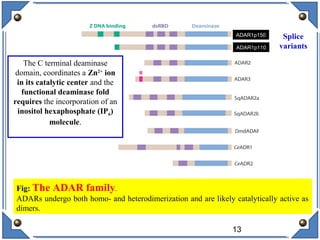 RNA editing | PPT