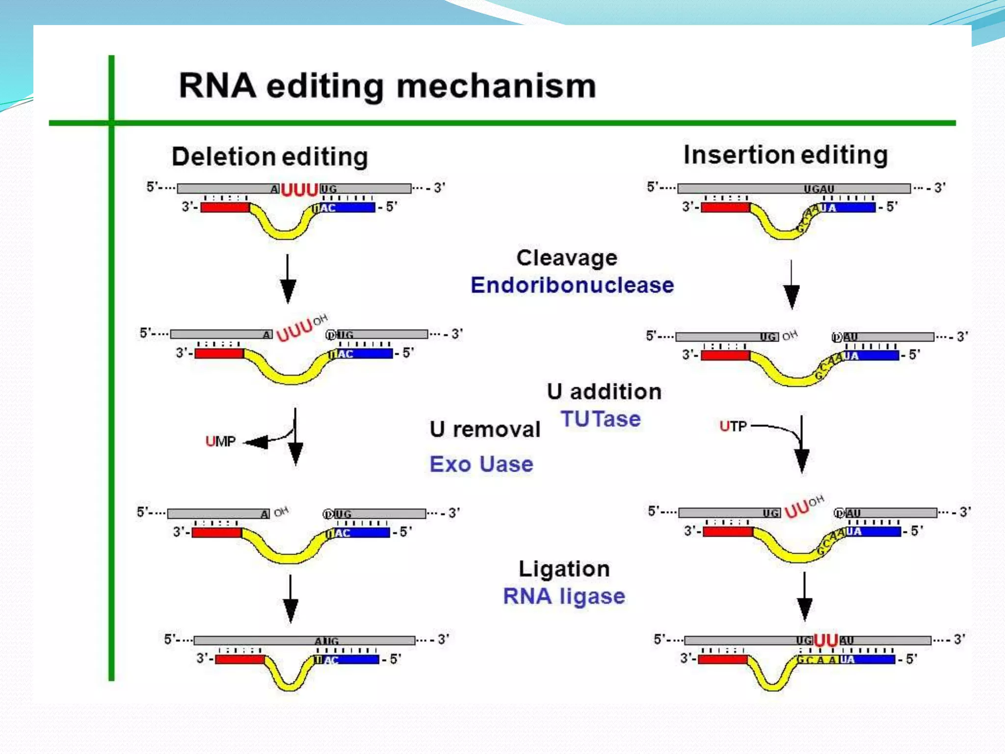 RNA editing | PPTX