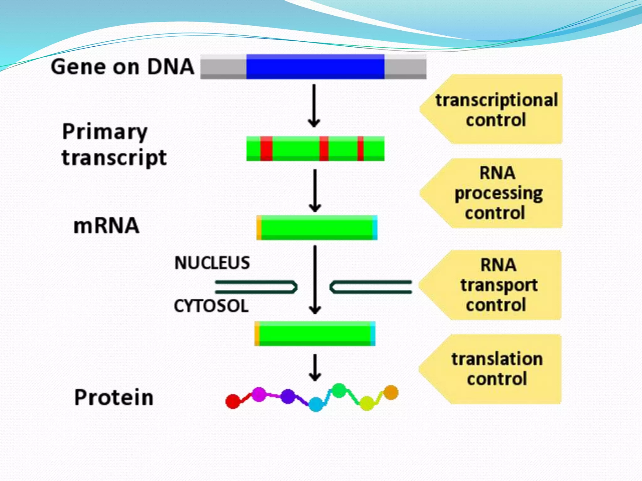 RNA editing | PPTX