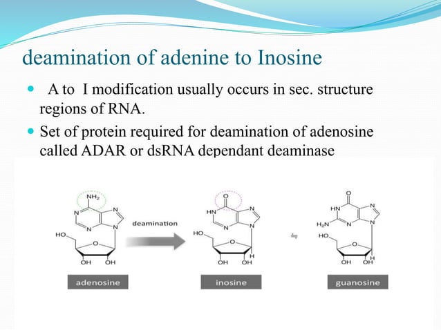 RNA editing | PPTX | Programming Languages | Computing