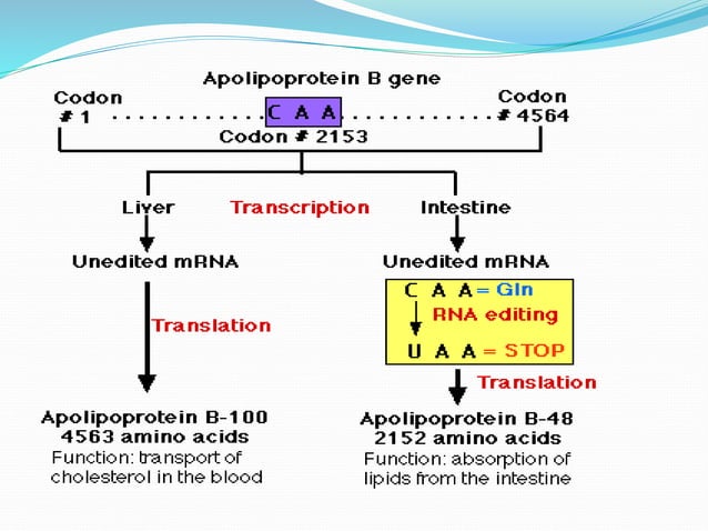 RNA editing | PPTX | Programming Languages | Computing