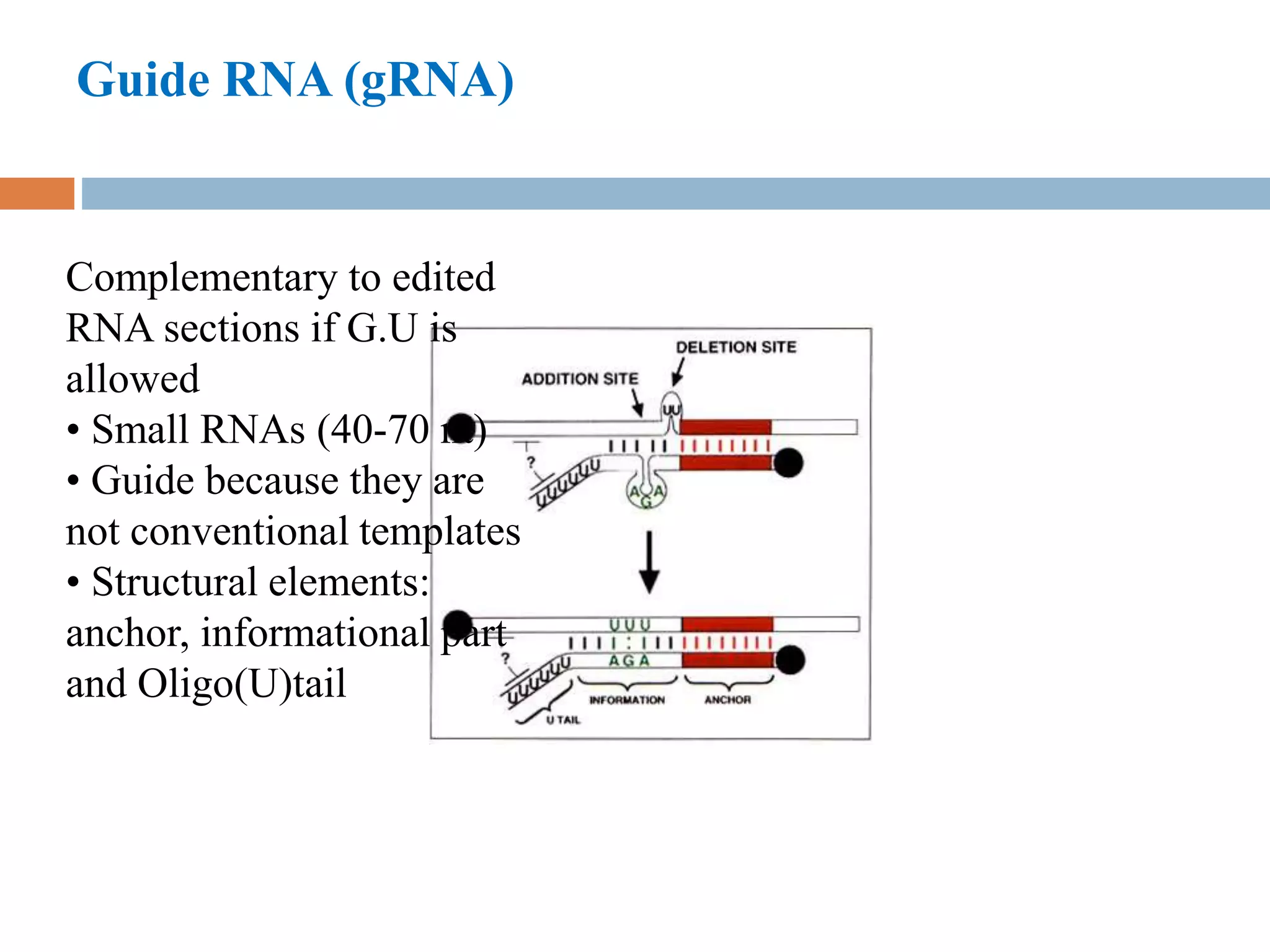 RNA Editing.pptx