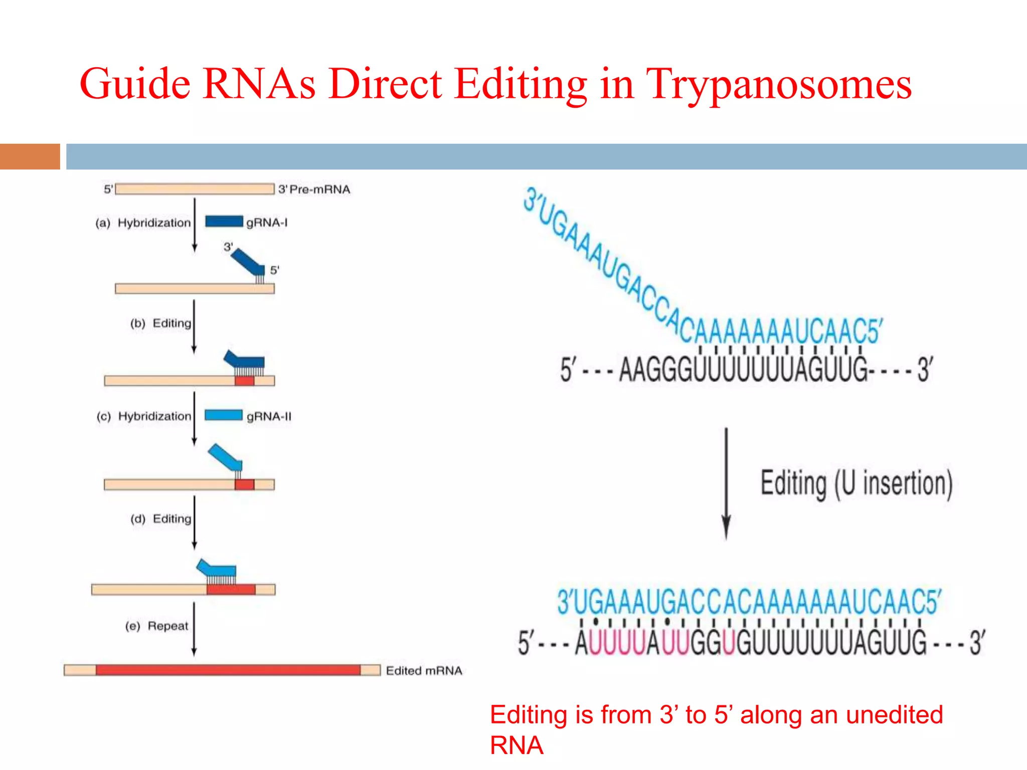 RNA Editing.pptx