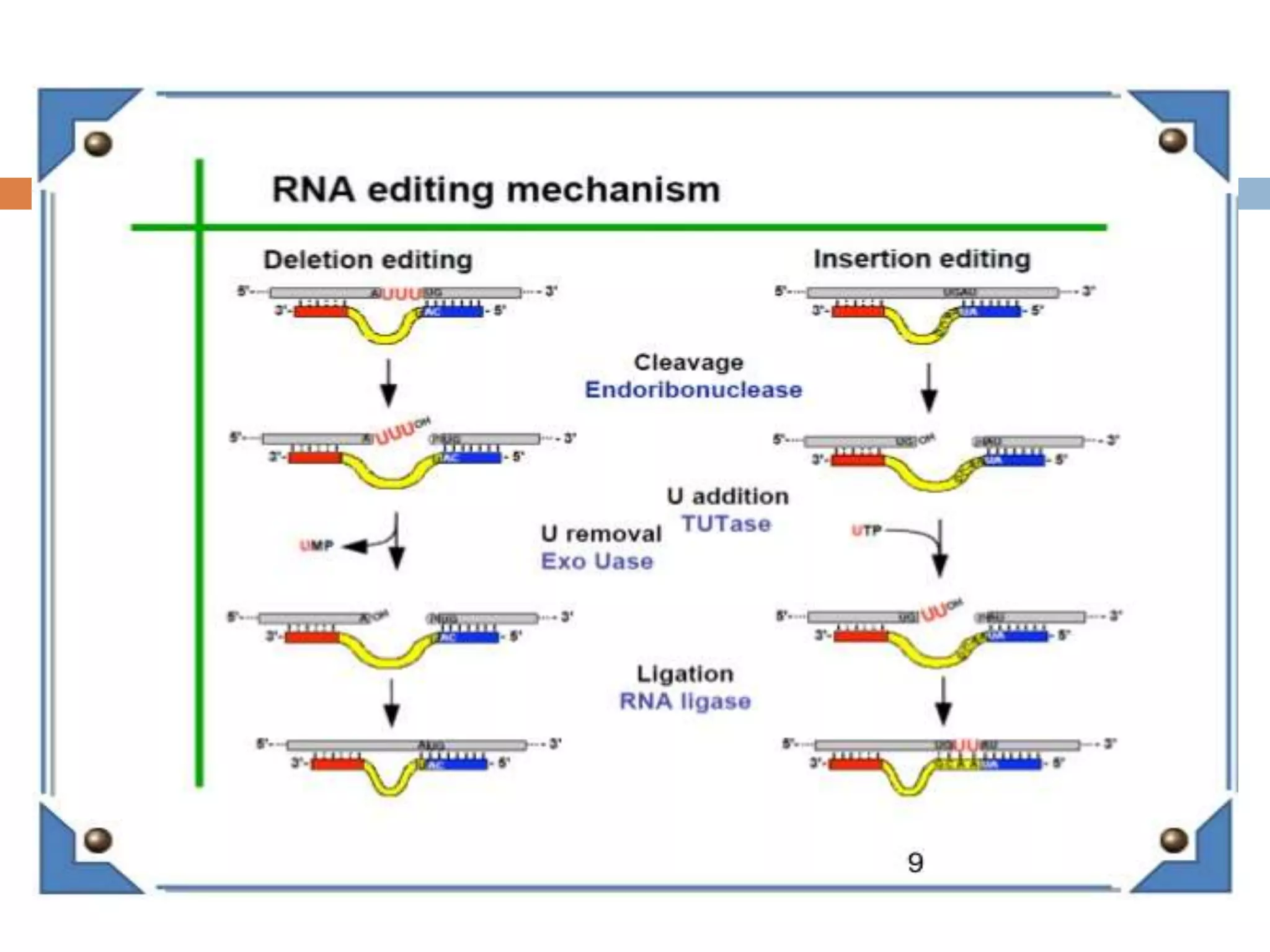 RNA Editing.pptx