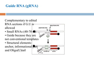 RNA Editing.pptx