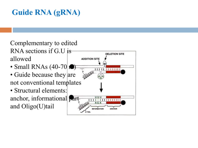 RNA Editing.pptx