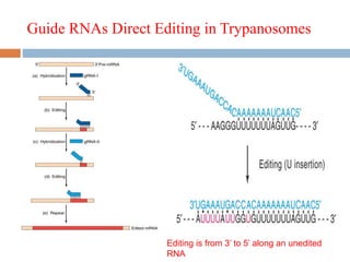RNA Editing.pptx