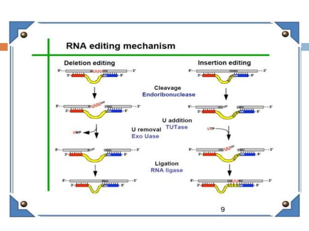 RNA Editing.pptx