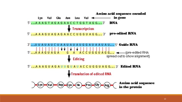 RNA editing_Insertion and substitution editing.pptx