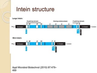 Rna editing, protein splicing & codon bias | PPT