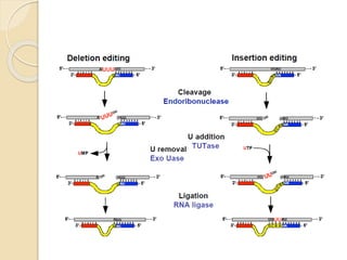 Rna editing, protein splicing & codon bias | PPT