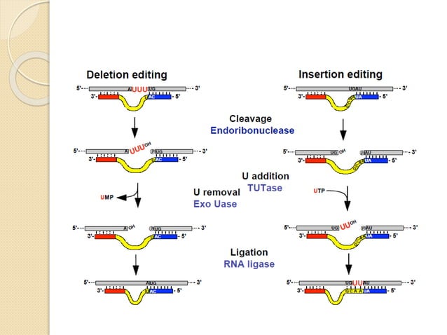 Rna editing, protein splicing & codon bias | PPTX