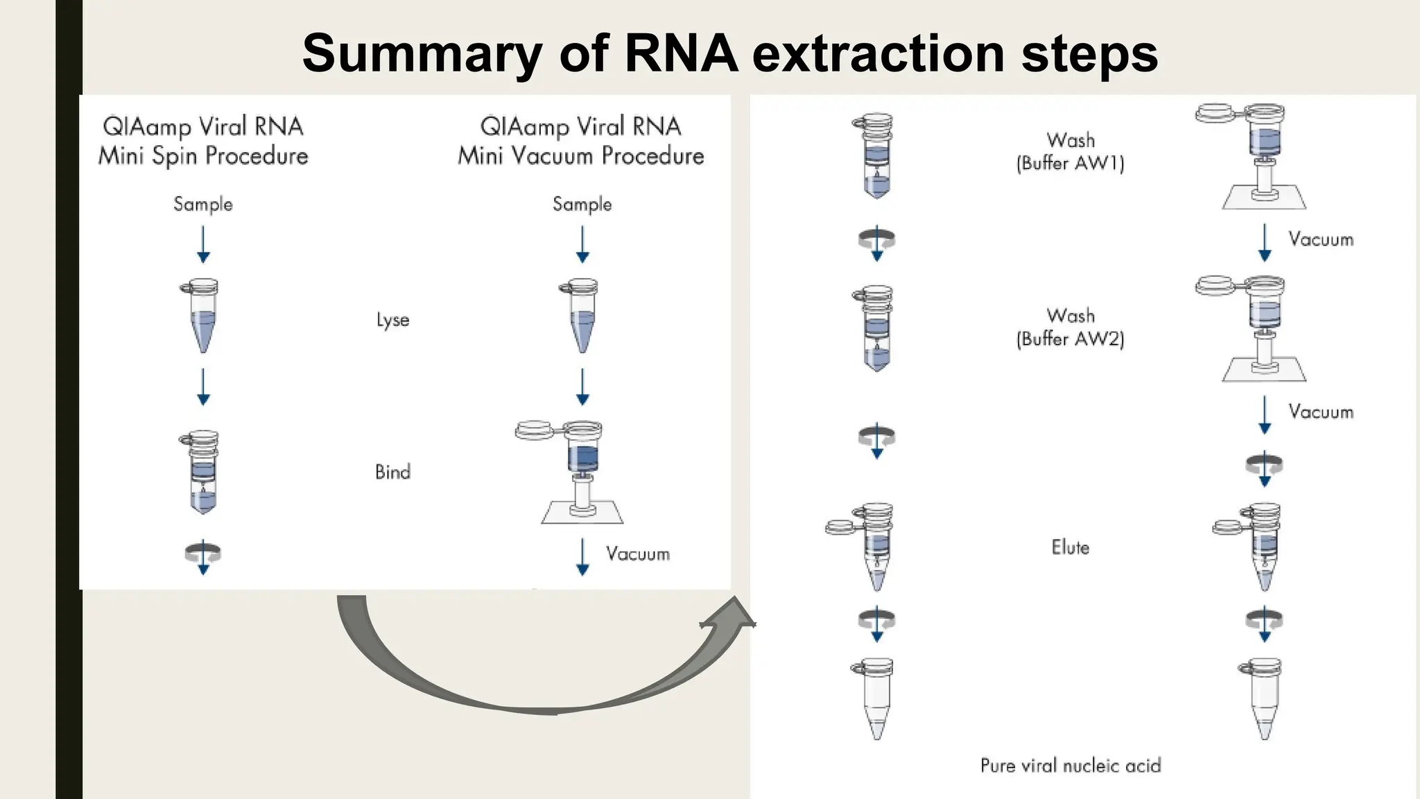 RNA Extraction-Dr upasana ray class .pdf