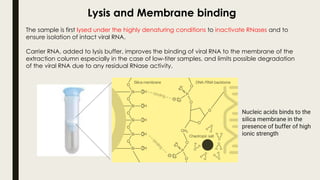 RNA Extraction-Dr upasana ray class .pdf