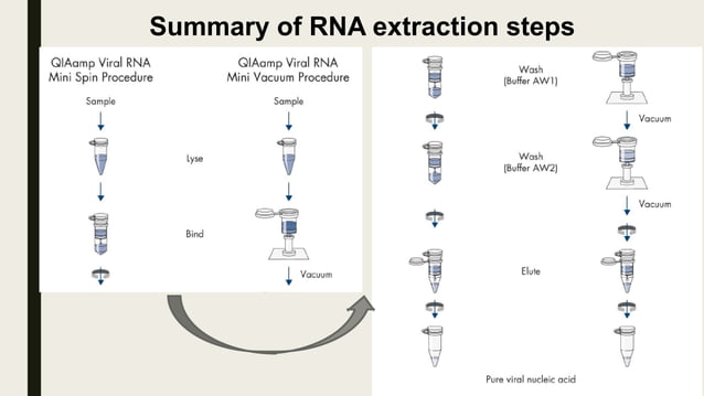 RNA Extraction-Dr upasana ray class .pdf