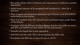 RNA extraction and gel electrophoresis | PPTX