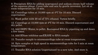 RNA extraction and gel electrophoresis | PPTX