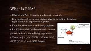 RNA extraction and gel electrophoresis | PPTX