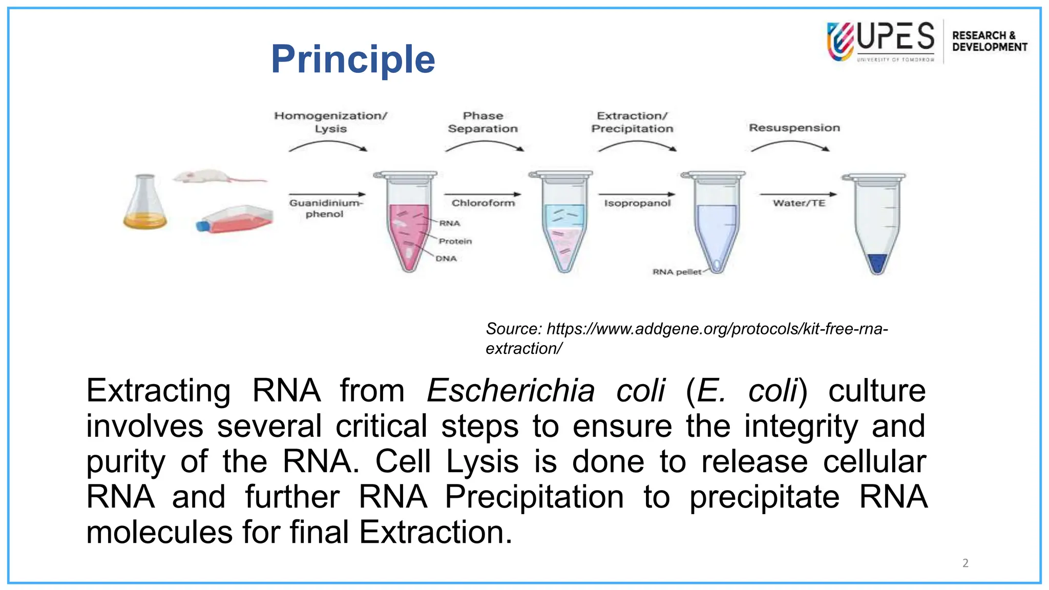 RNA Extraction from Escherichia Coli.pptx