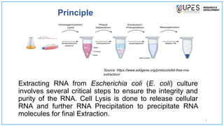 RNA Extraction from Escherichia Coli.pptx