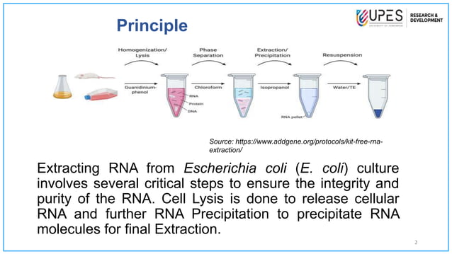 RNA Extraction from Escherichia Coli.pptx | Biotech and Biomedical Industry | Industries