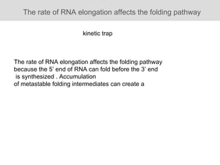 RNA Folding | PPT | Genetics | Science