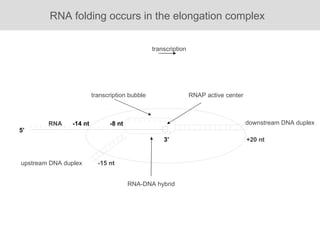 RNA Folding | PPT | Genetics | Science