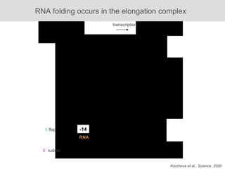 RNA Folding | PPT