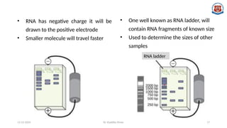 RNA GEL ELECTROPHORESIS- Dr. Vyaktika Shree.pptx