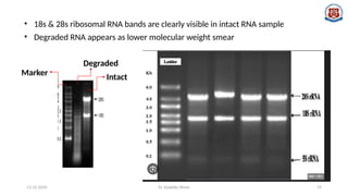 RNA GEL ELECTROPHORESIS- Dr. Vyaktika Shree.pptx
