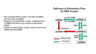 RNA Genome and its replication | PPTX