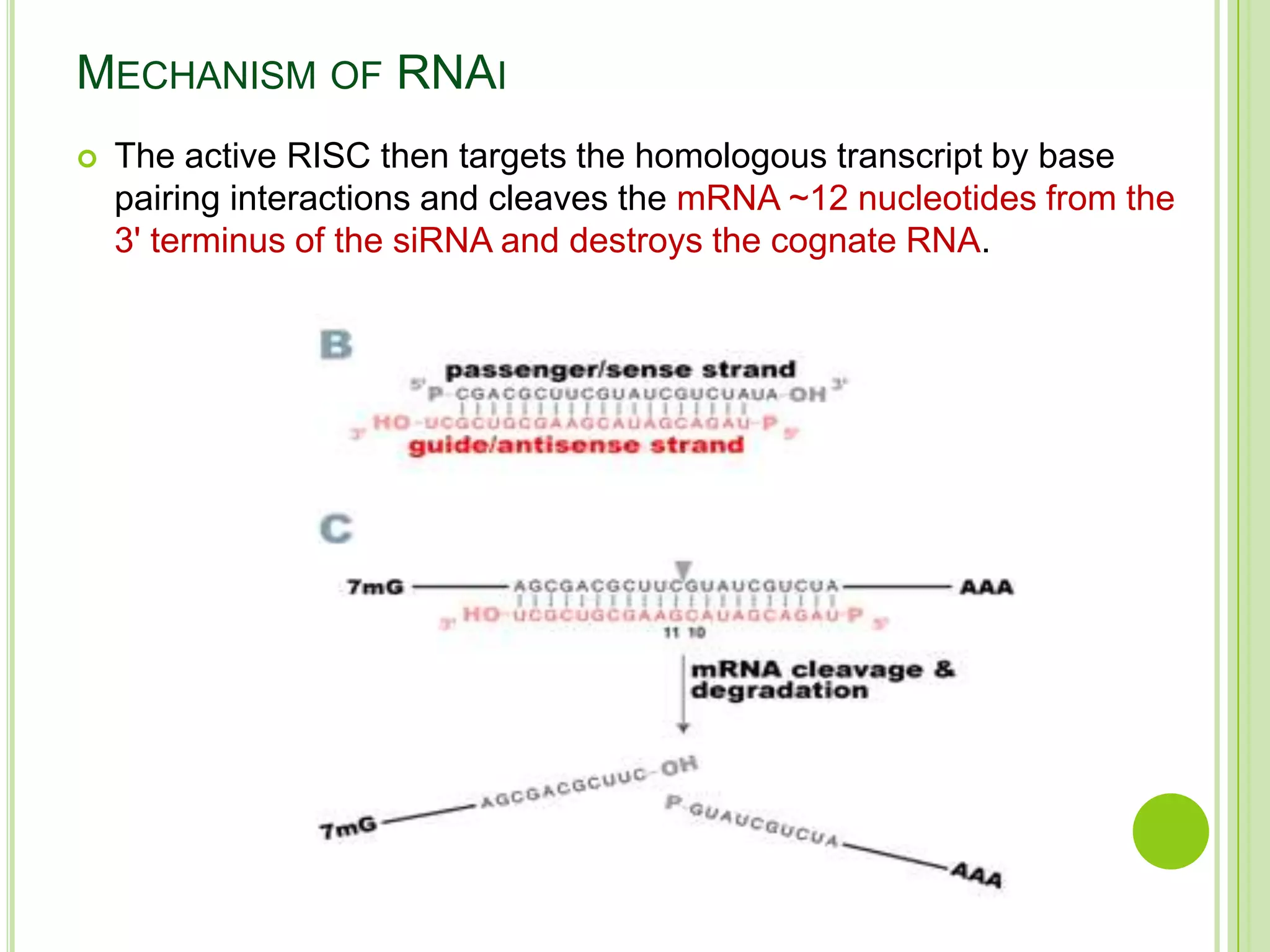 RNA interference | PPTX