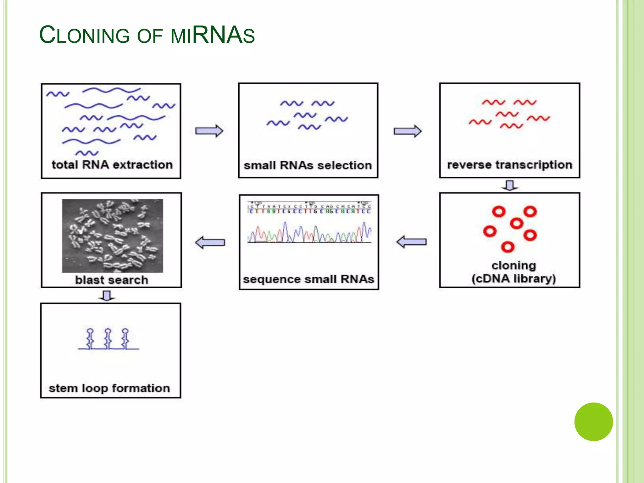 RNA interference | PPTX | Programming Languages | Computing