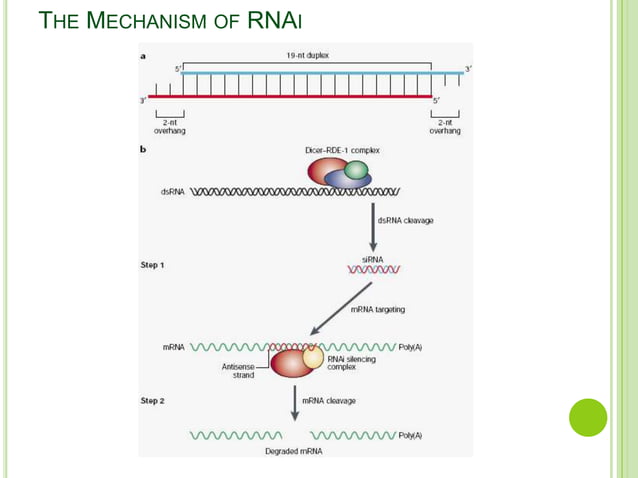 RNA interference | PPTX | Programming Languages | Computing