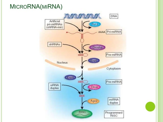 RNA interference | PPTX | Programming Languages | Computing