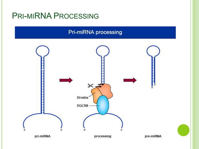 RNA interference | PPTX | Programming Languages | Computing