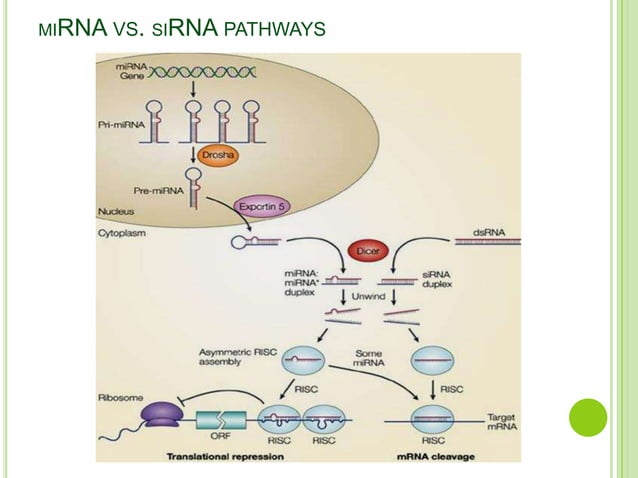 RNA interference | PPTX | Programming Languages | Computing