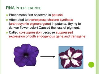 RNA interference | PPTX