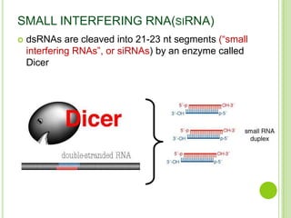 RNA interference | PPTX