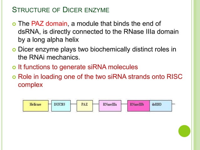 RNA interference | PPTX | Programming Languages | Computing